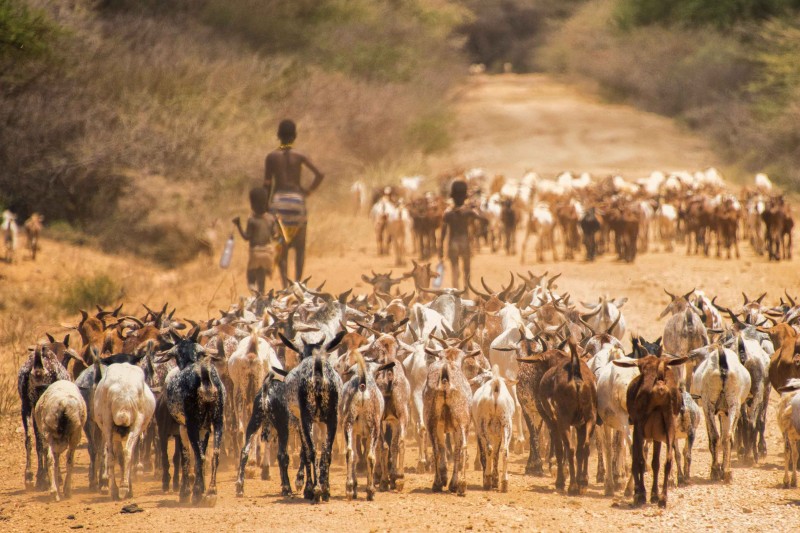 How African Goats Influenced America's Breeds - Goat Journal